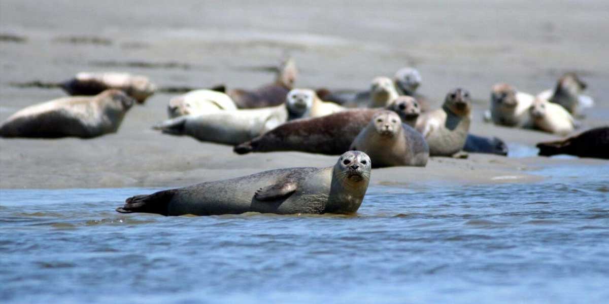 Les phoques - Le Domaine du Moulinel